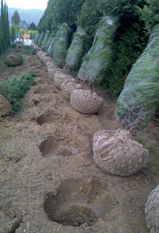 MATERIAL PARA HACER CEPELLONES | Montoliu